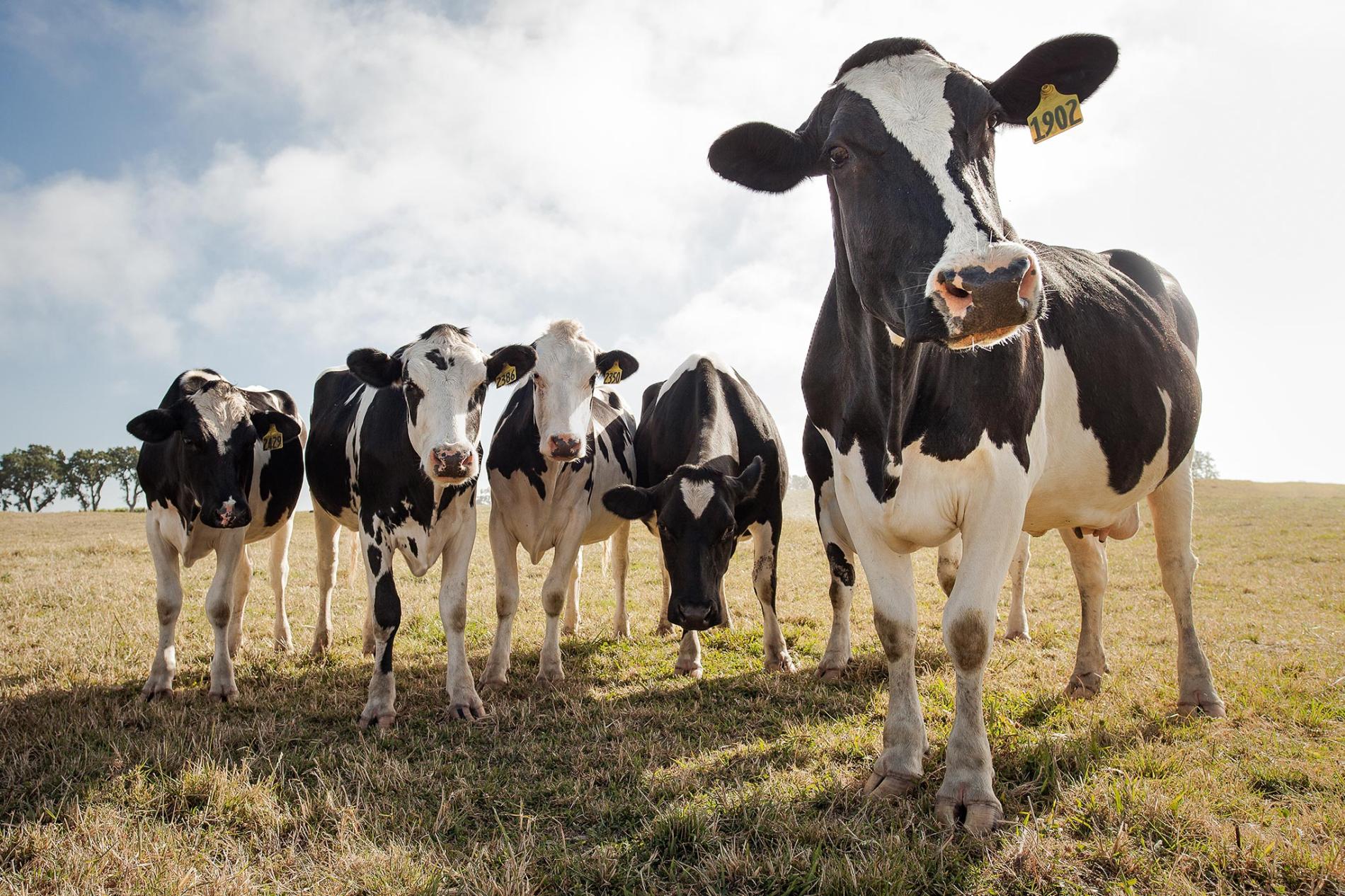 Animals in the Quran – ZAAHARA